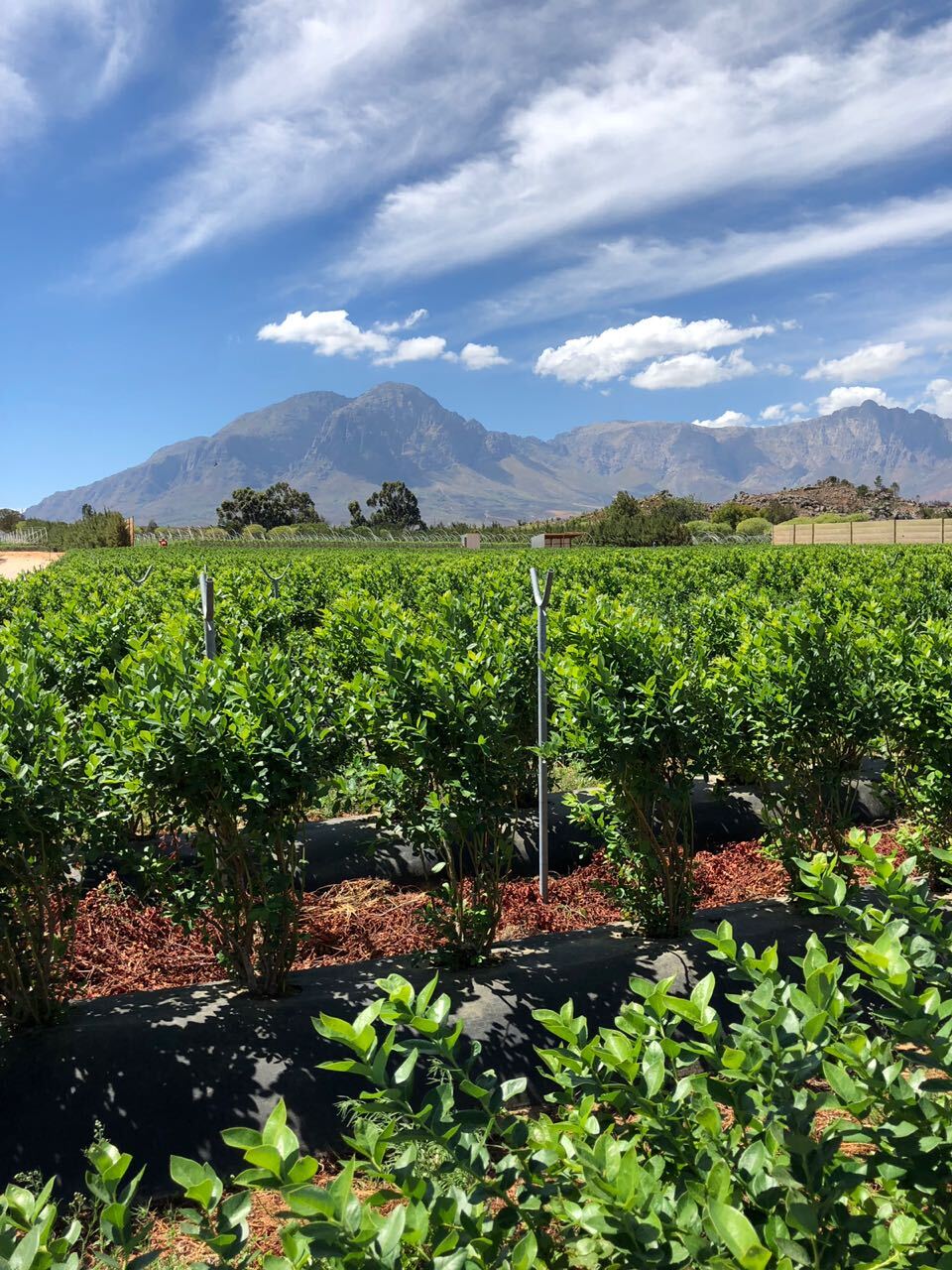 BerryWorld | Meet our berry growers