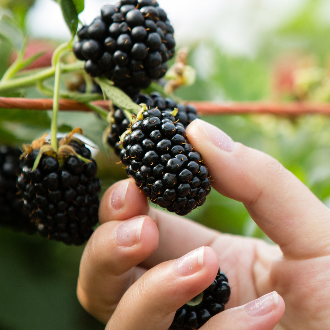 BerryWorld Blackberries | BerryWorld