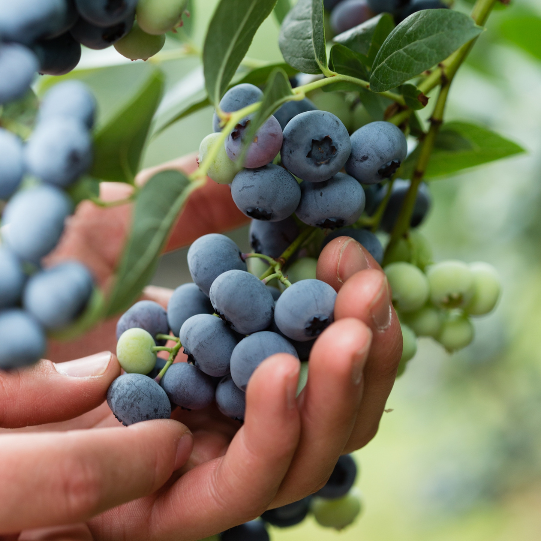 Berryworld Blueberries Berryworld