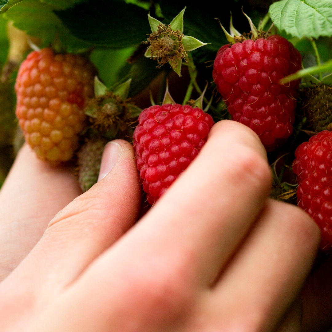 BerryWorld Raspberries | BerryWorld