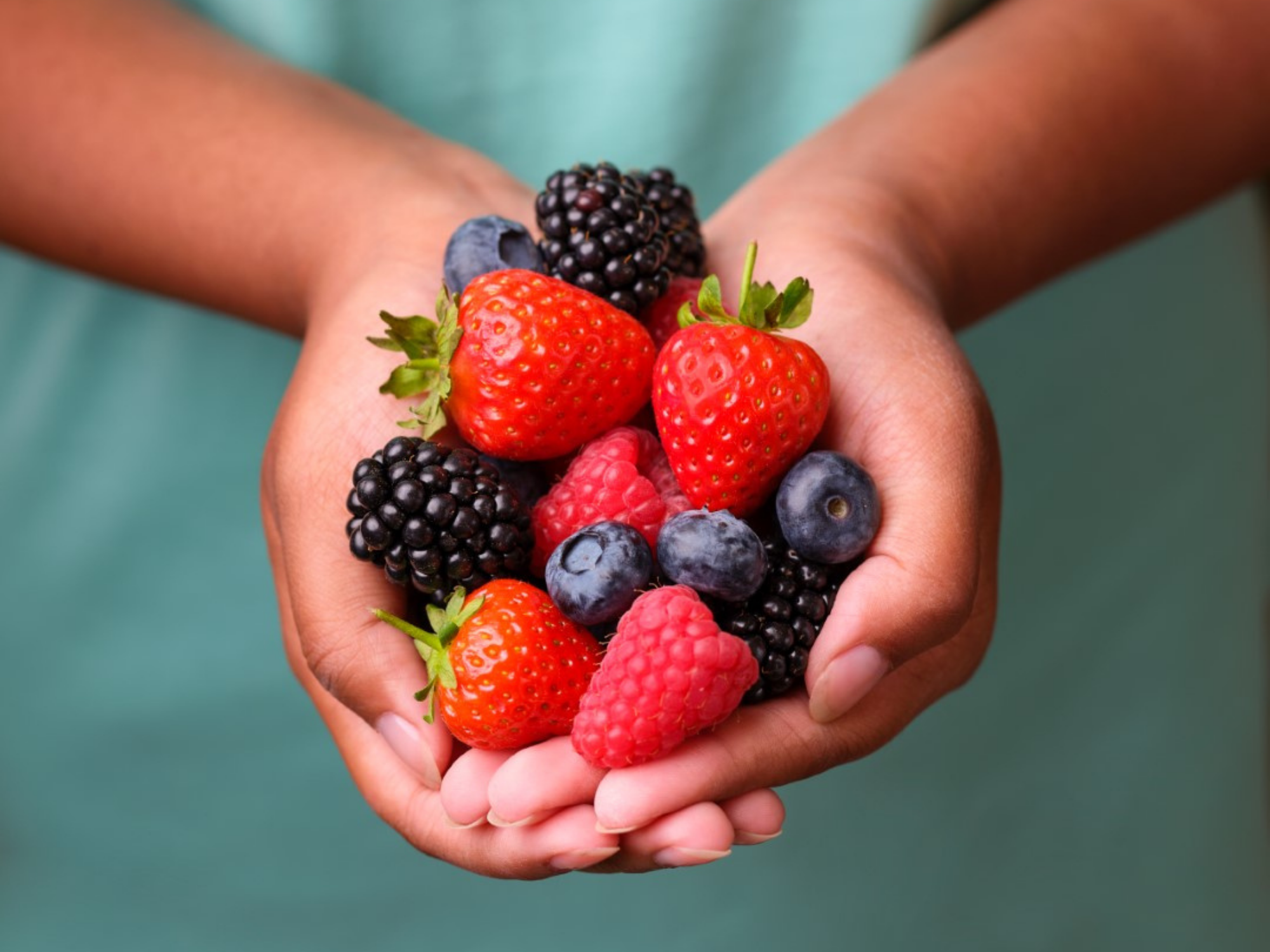 BerryWorld | La myrtille, un petit fruit plein de surprises