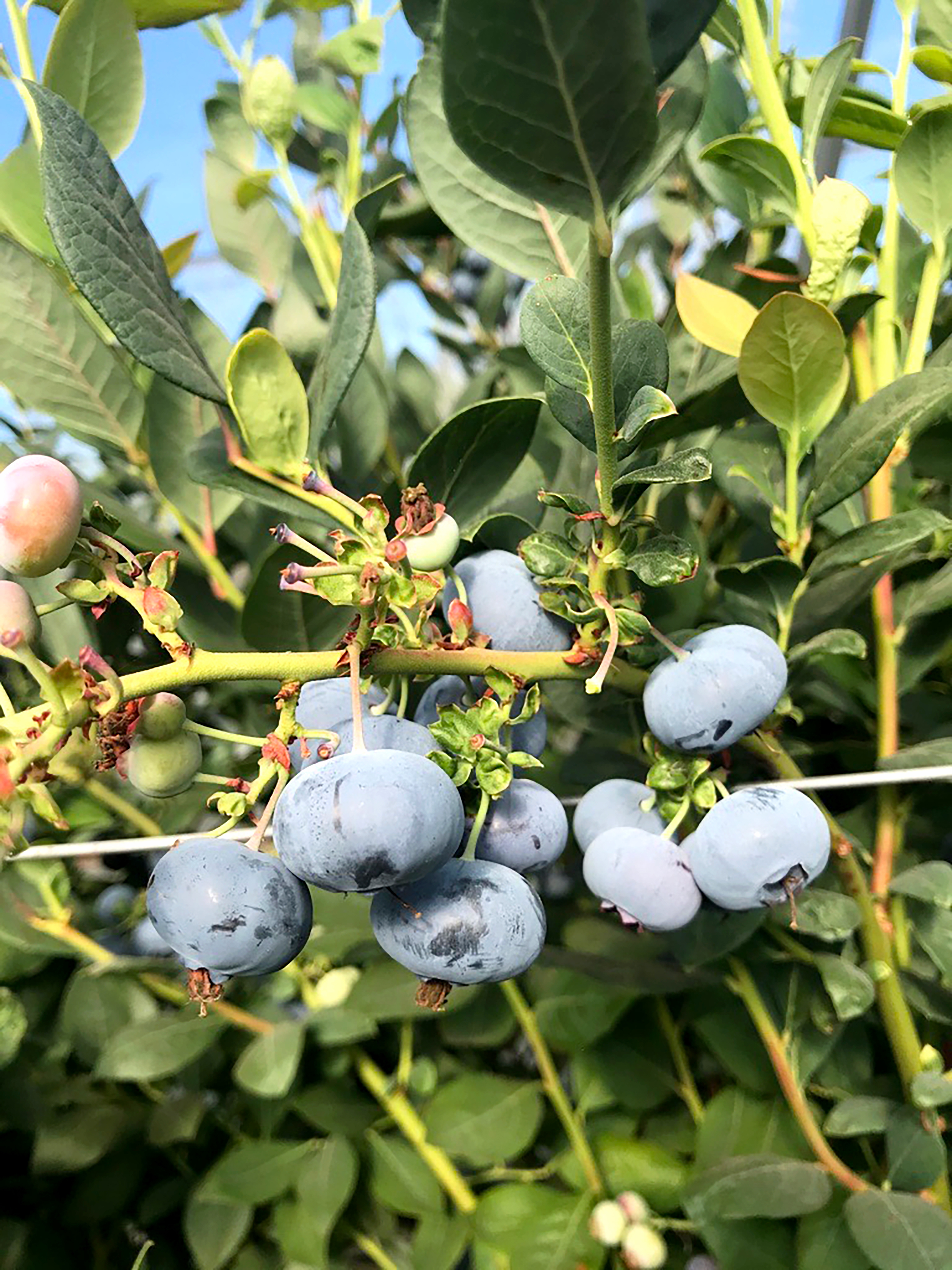 BerryWorld | Fourth Decade, Four New Varieties