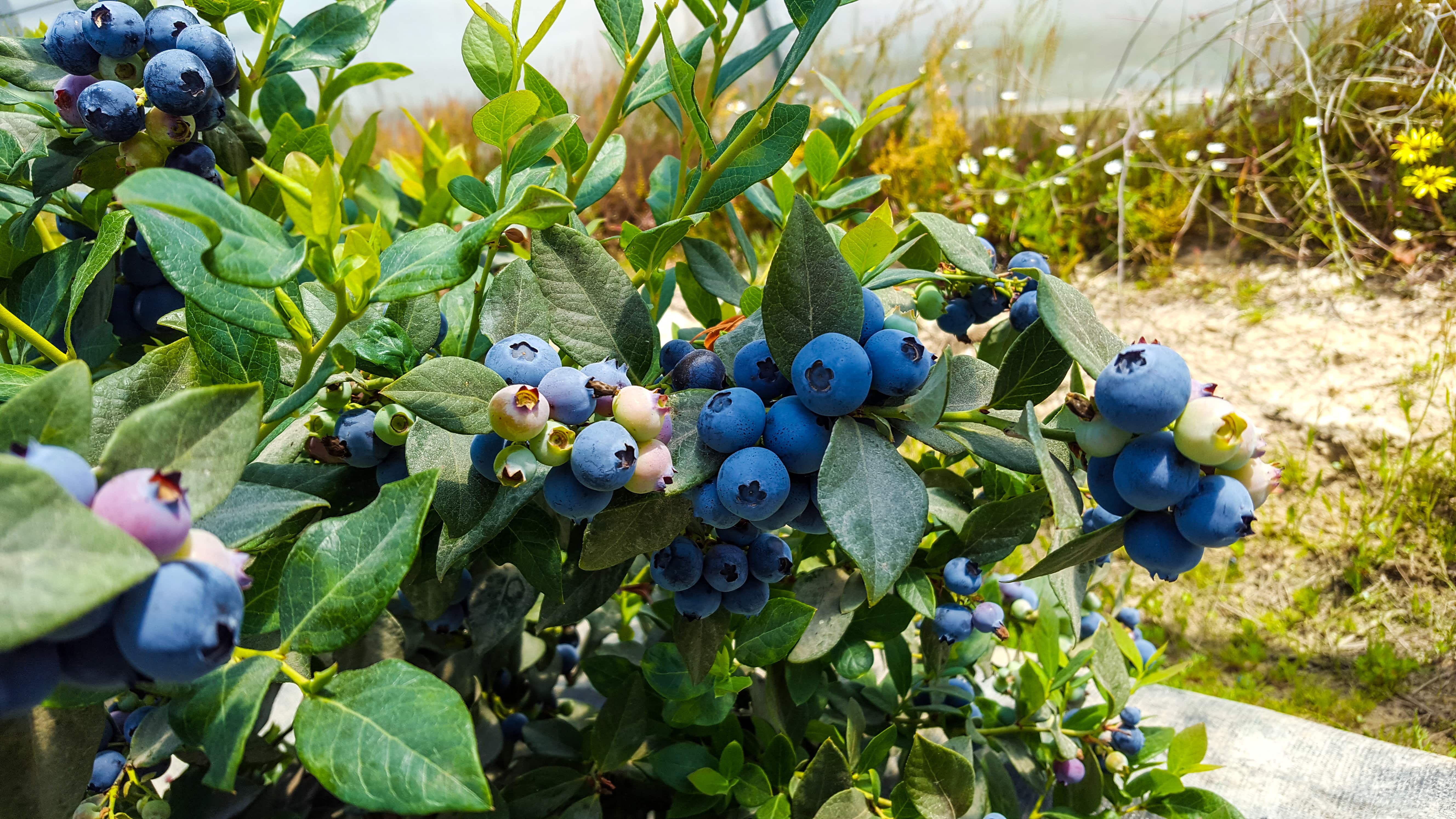 BerryWorld | La myrtille, un petit fruit plein de surprises