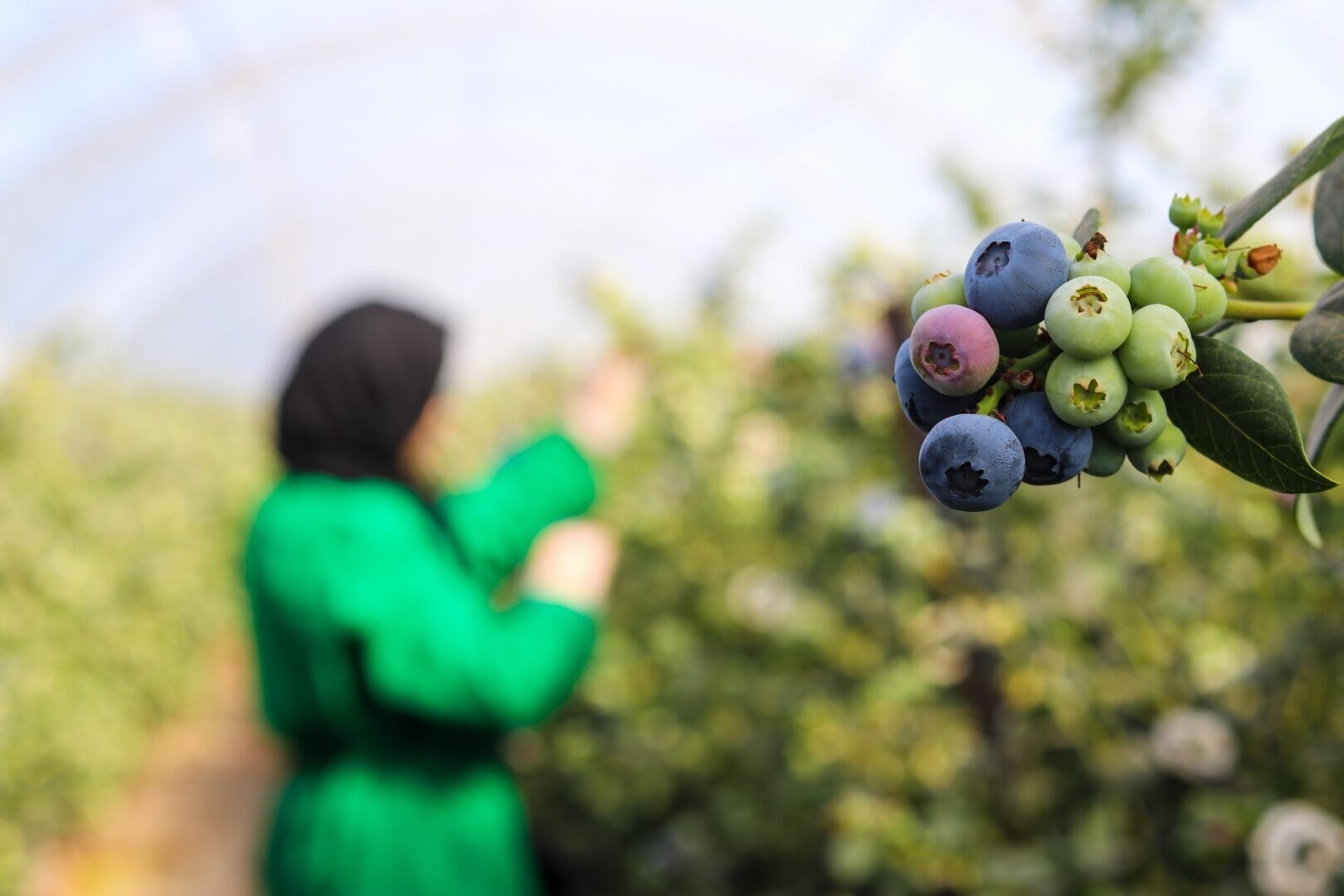 BerryWorld | Seasonal Stories | Bountiful Moroccan Blueberries