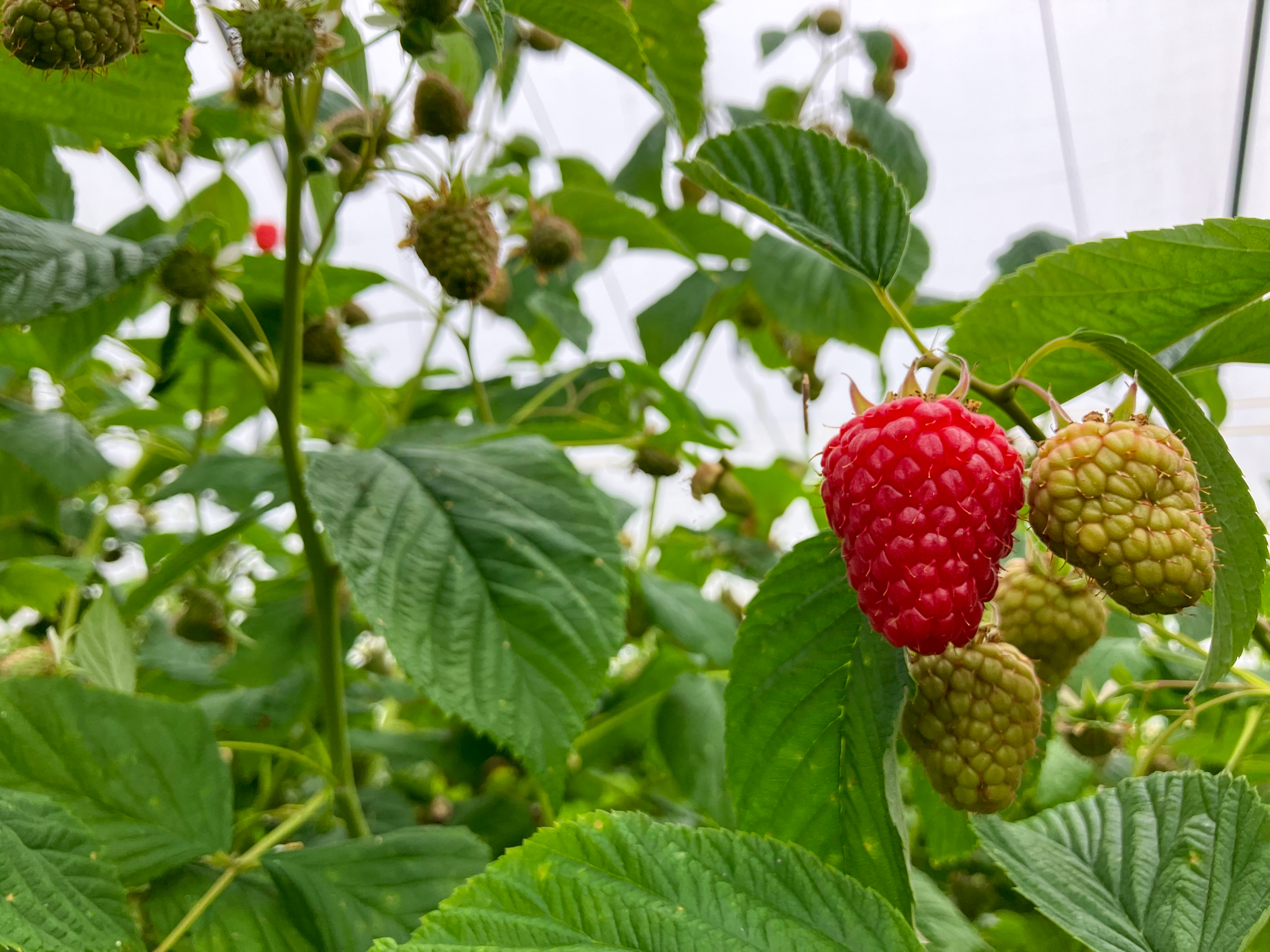 BerryWorld | International Taste Institute Awards Triple Win & 3…