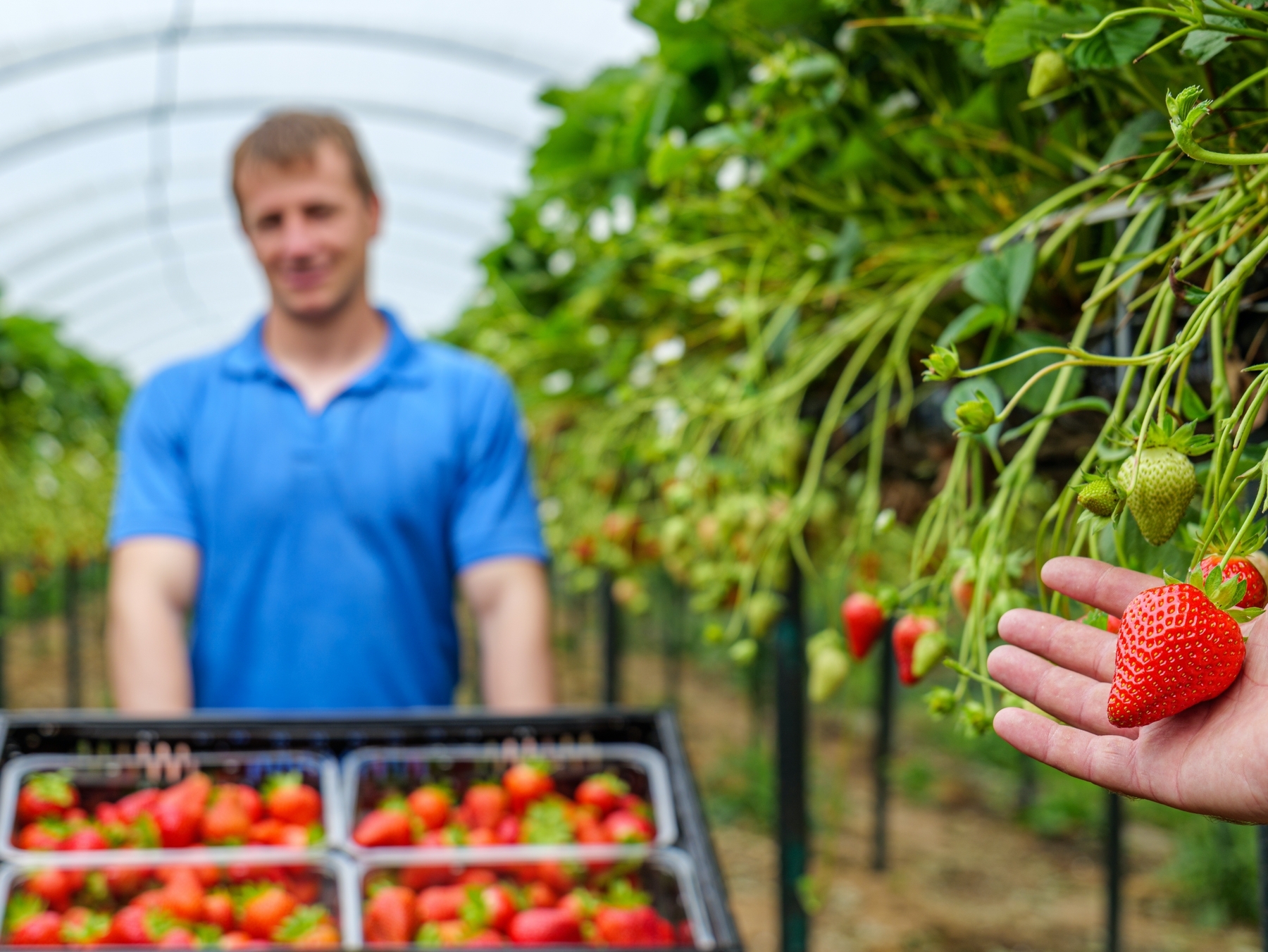 BerryWorld | Great British strawberries are back