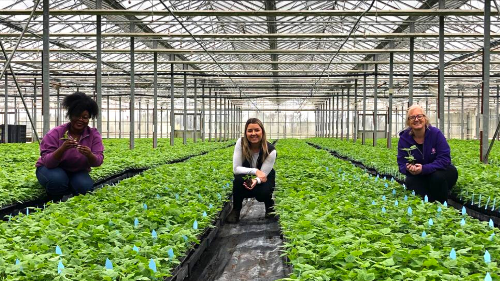 Join our graduate scheme | BerryWorld