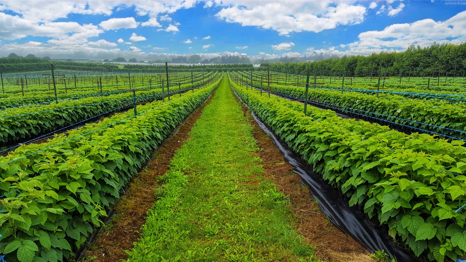 Join our graduate scheme | BerryWorld