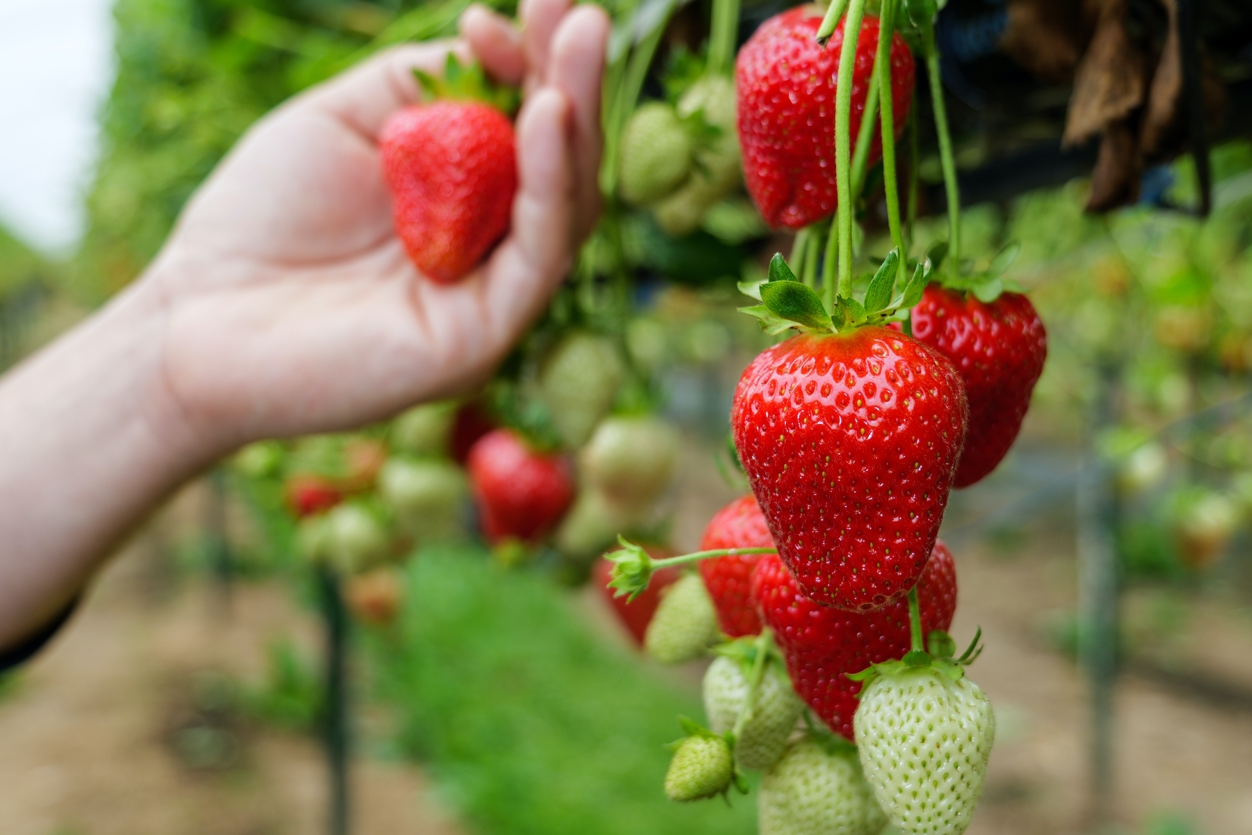 BerryWorld | Grow with us