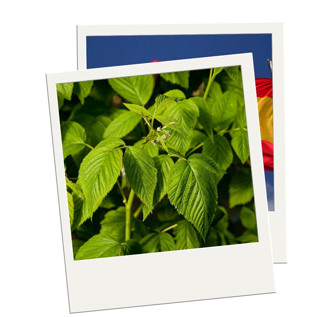 BerryWorld Plus™ | BerryWorld