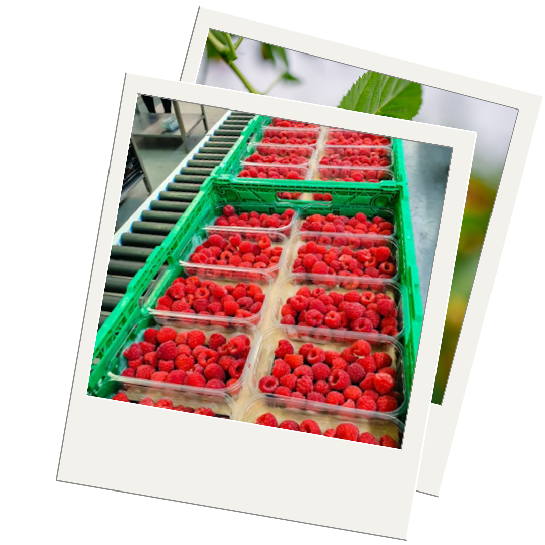 BerryWorld Plus™ | BerryWorld