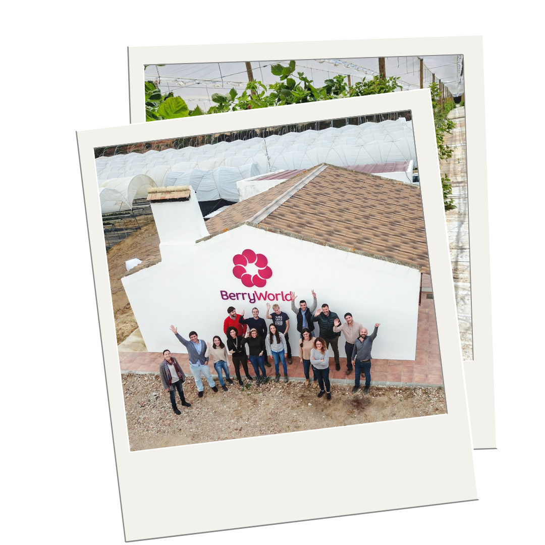 BerryWorld Plus™ | BerryWorld