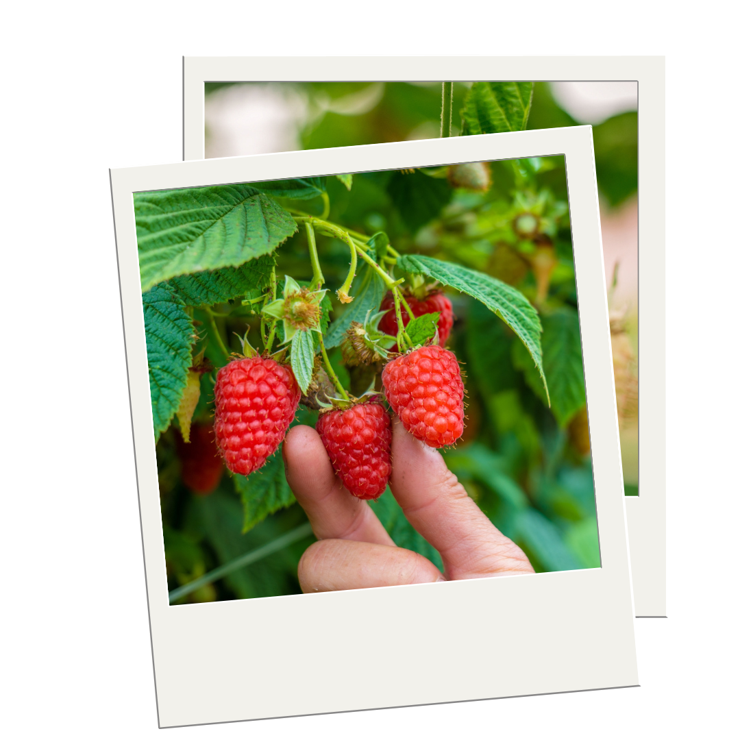 BerryWorld Plus™ | BerryWorld